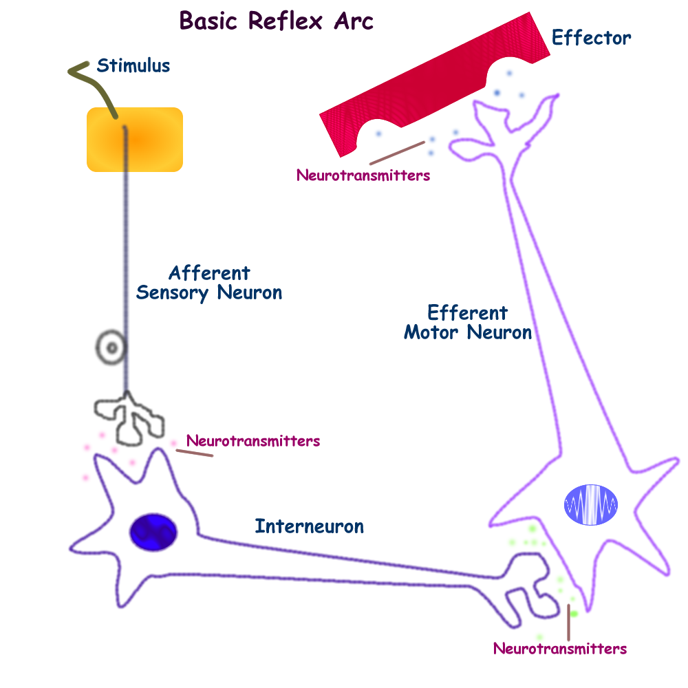 reflex arc drawing labeled